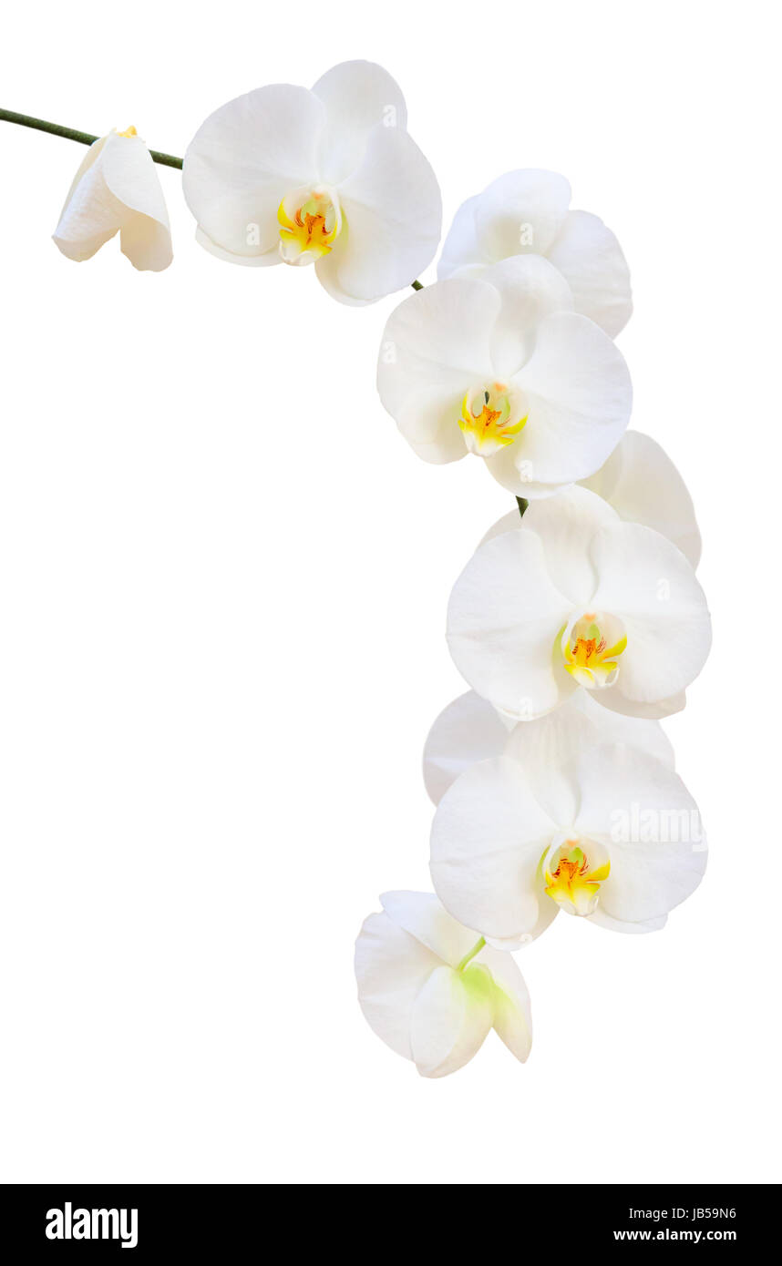 Beautiful delicate fragile orchid isolated hi-res stock photography and ...