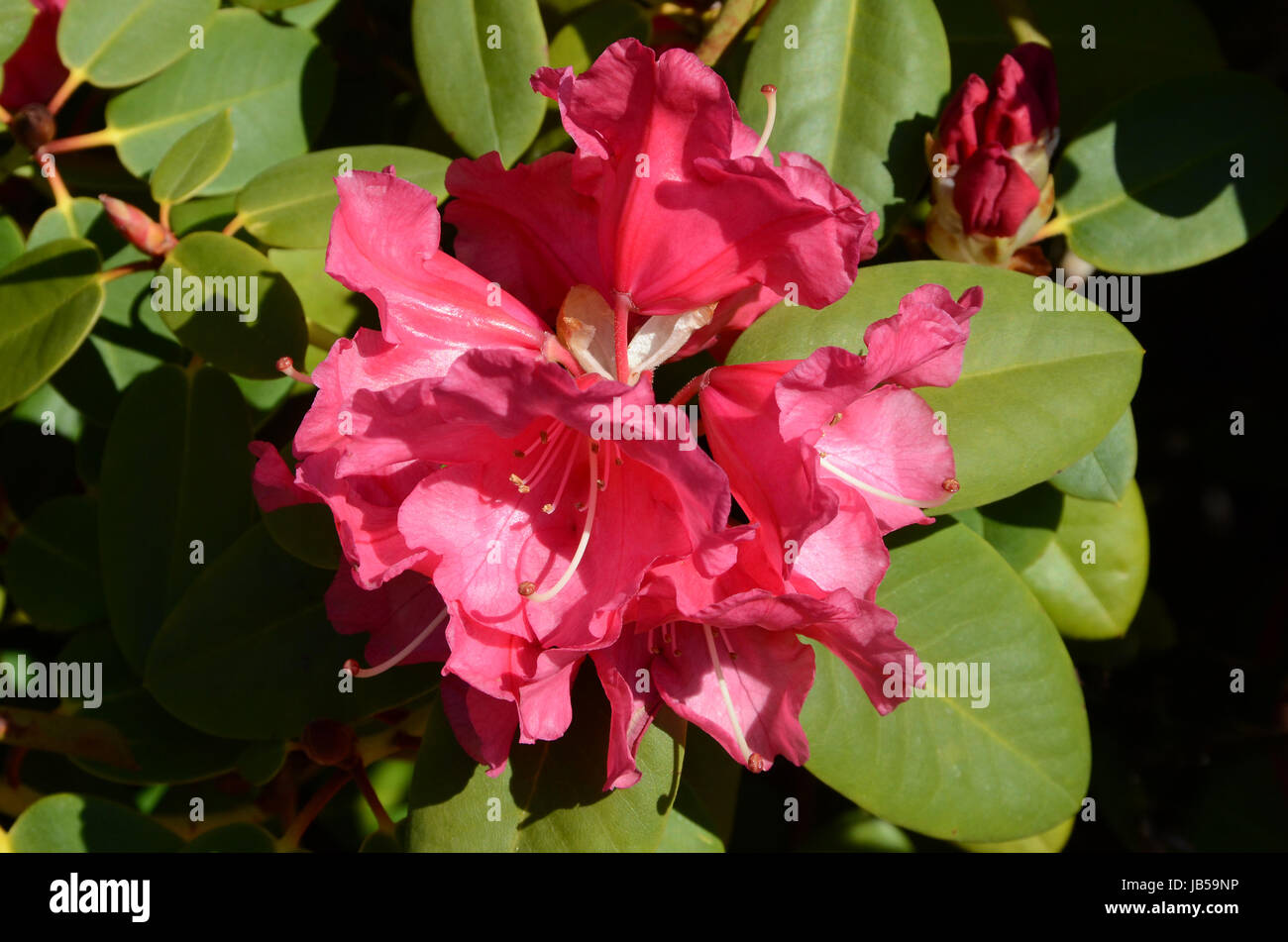 Red rhododendron flowers hi-res stock photography and images - Alamy