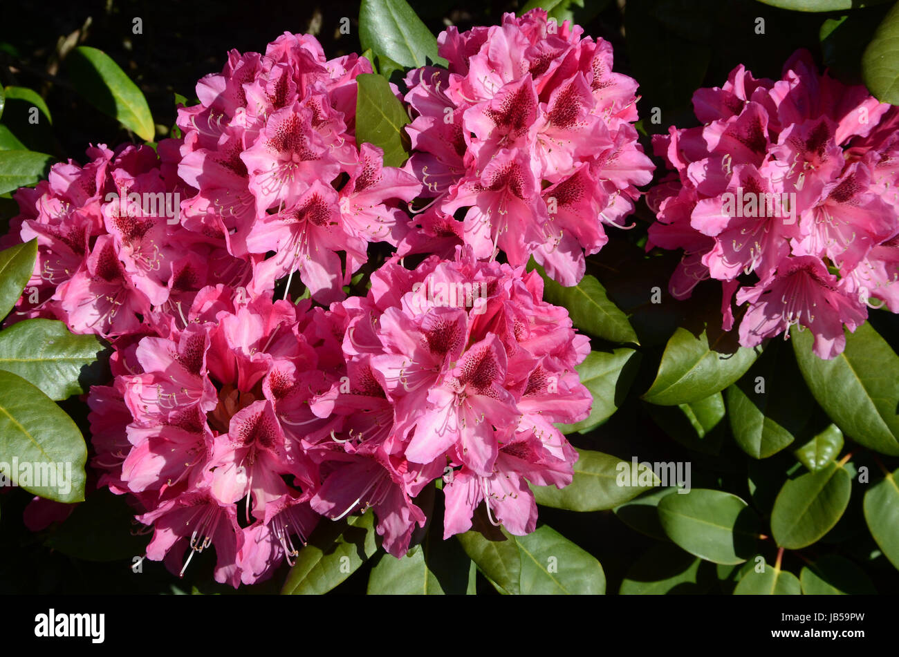 Red Rhododendron flowers Stock Photo - Alamy