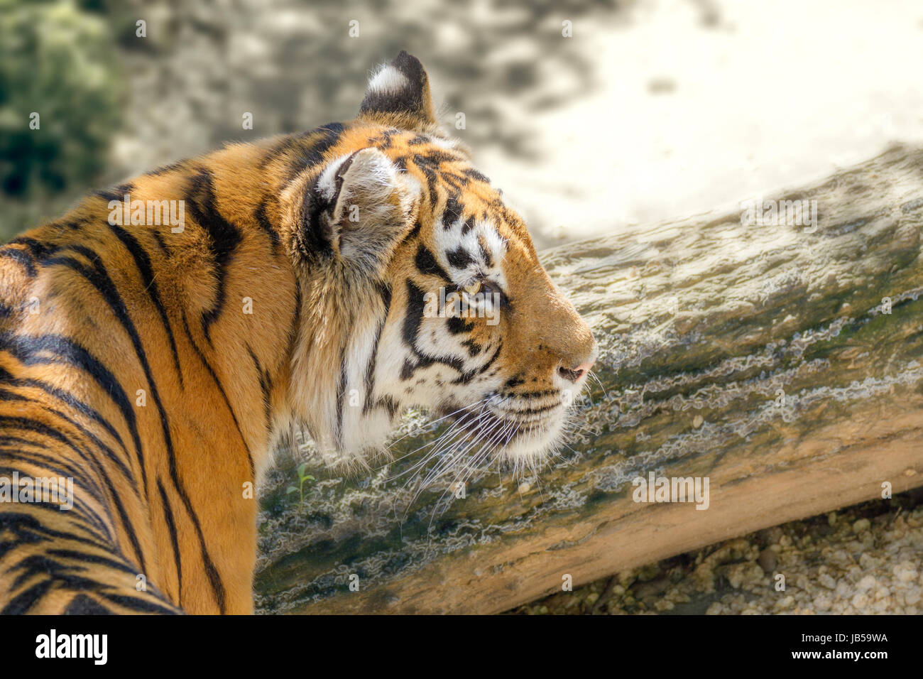 Image wild animal striped predator amur tiger Stock Photo - Alamy