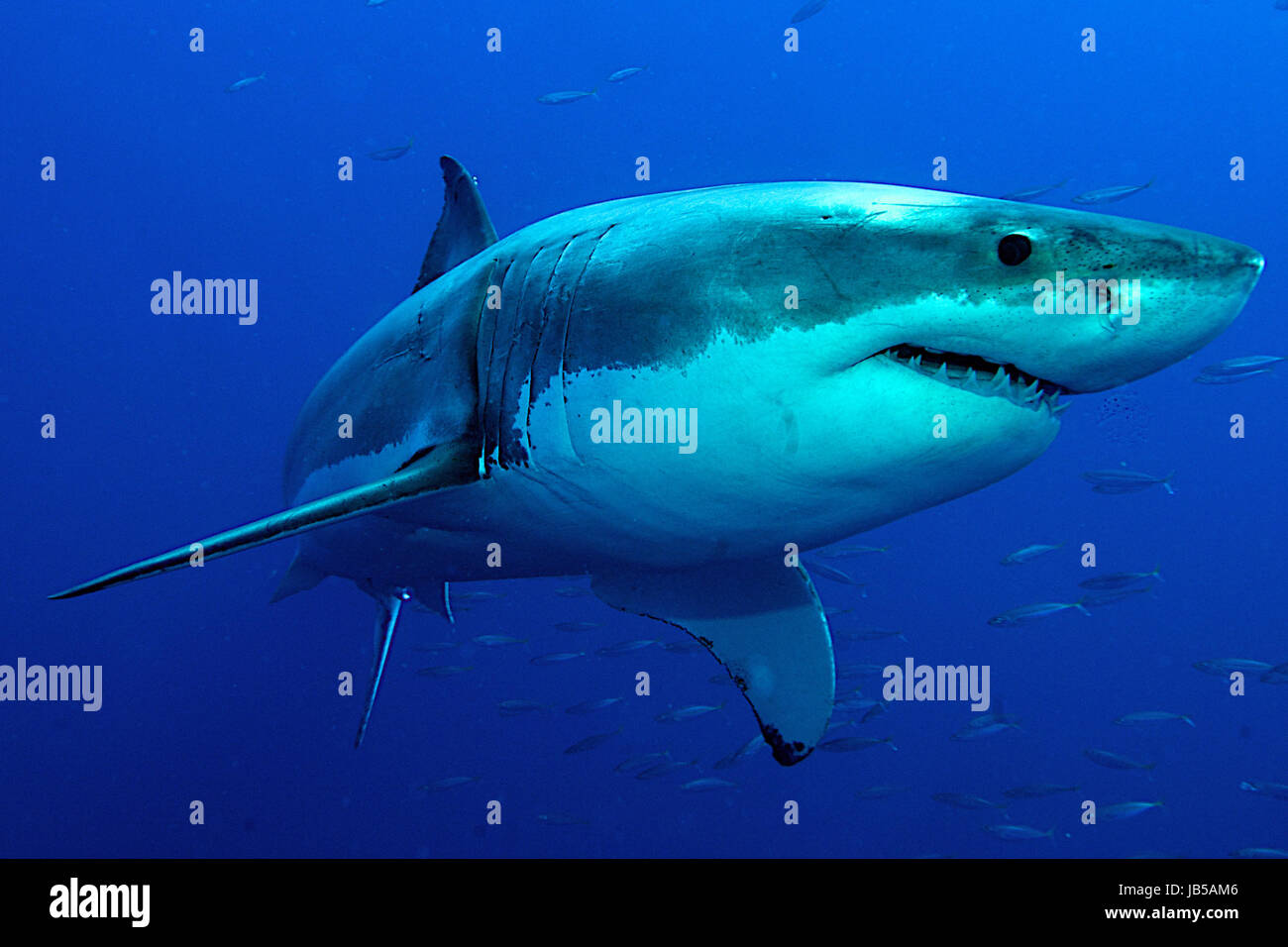 great white shark in deep blue water Stock Photo - Alamy