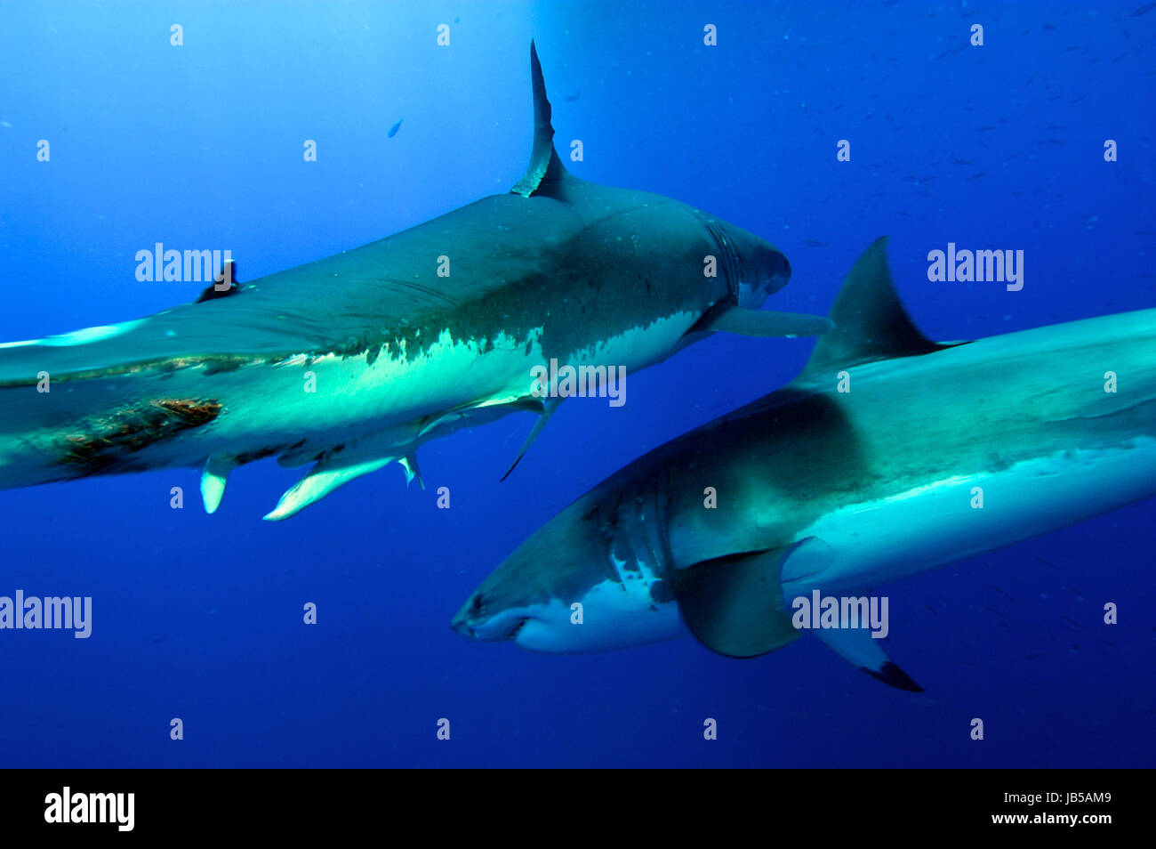 Fischfoto hi-res stock photography and images - Alamy