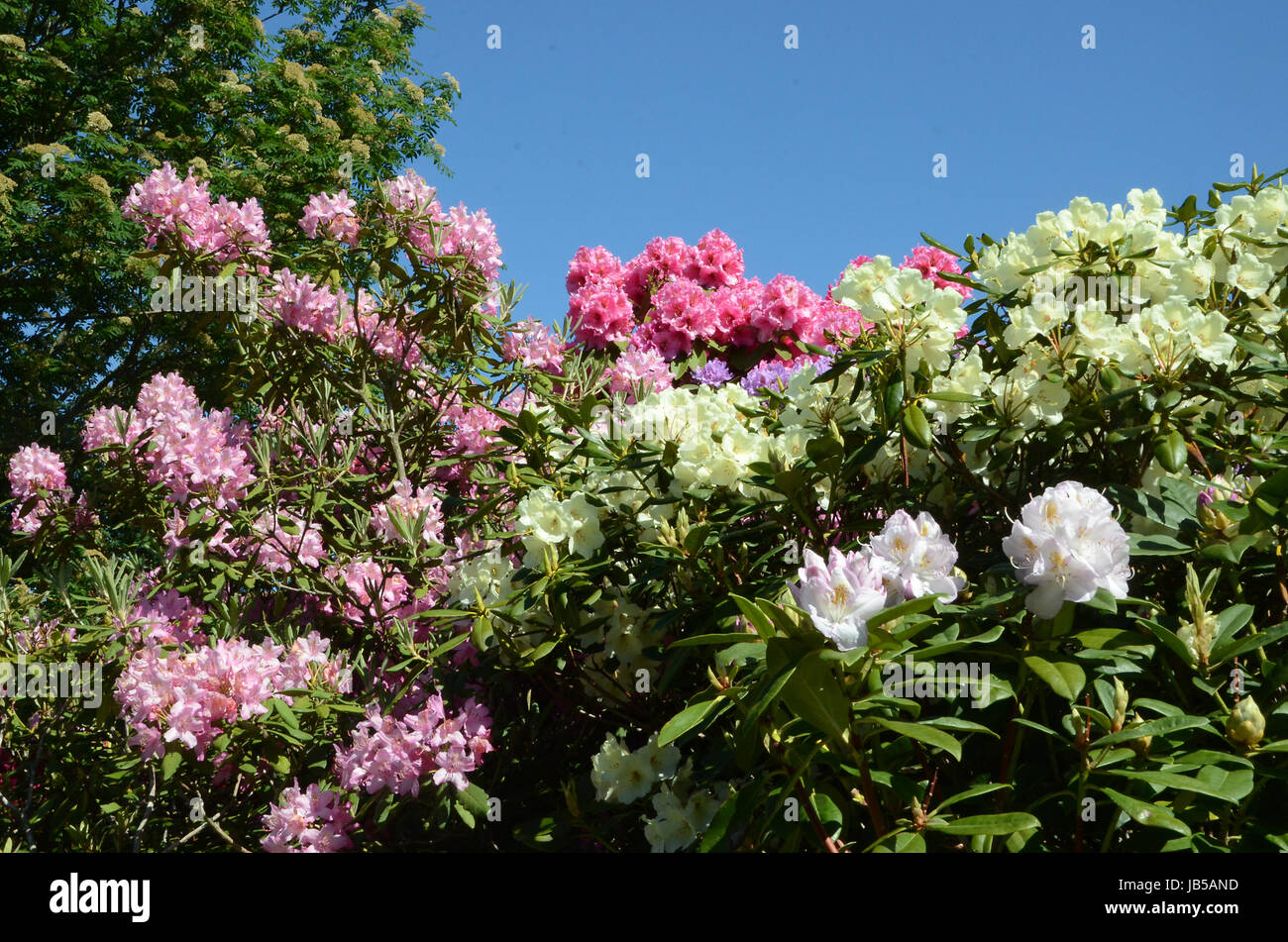 Rhododendron plants in bloom with flowers of different colors Stock ...