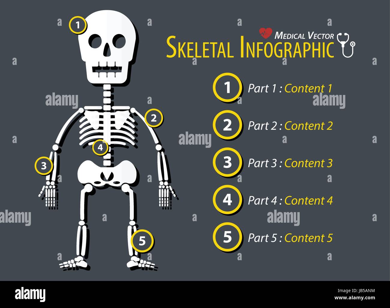 Skeletal Infographic . Flat design Stock Vector Image & Art - Alamy