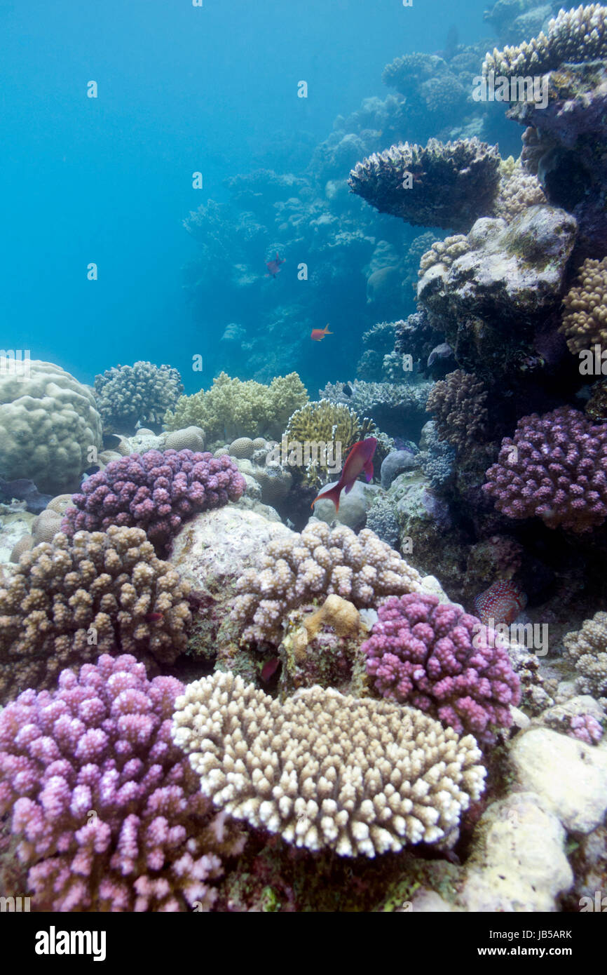 coral reef with hard corals Stock Photo - Alamy