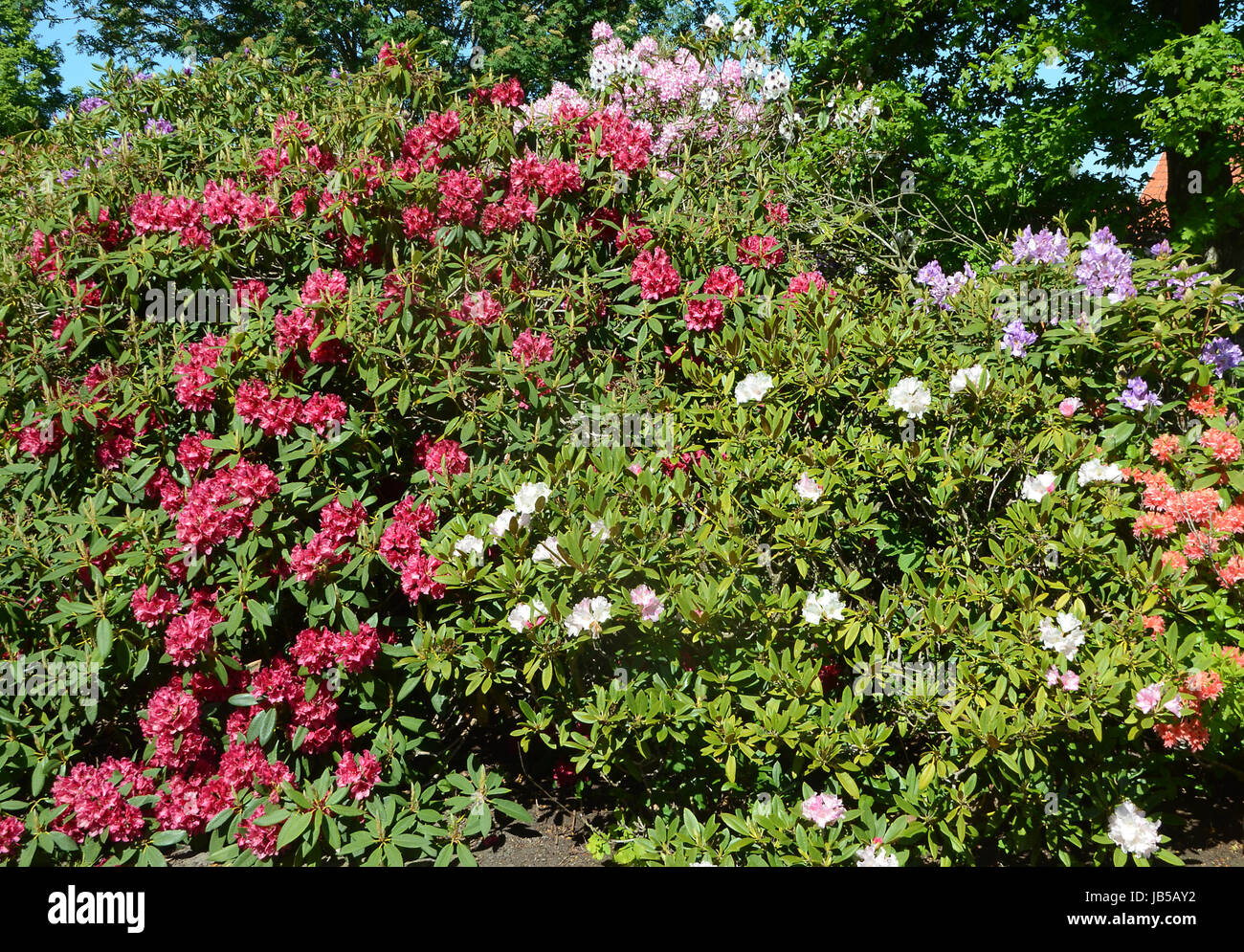 Rhododendron plants in bloom with flowers of different colors Stock ...