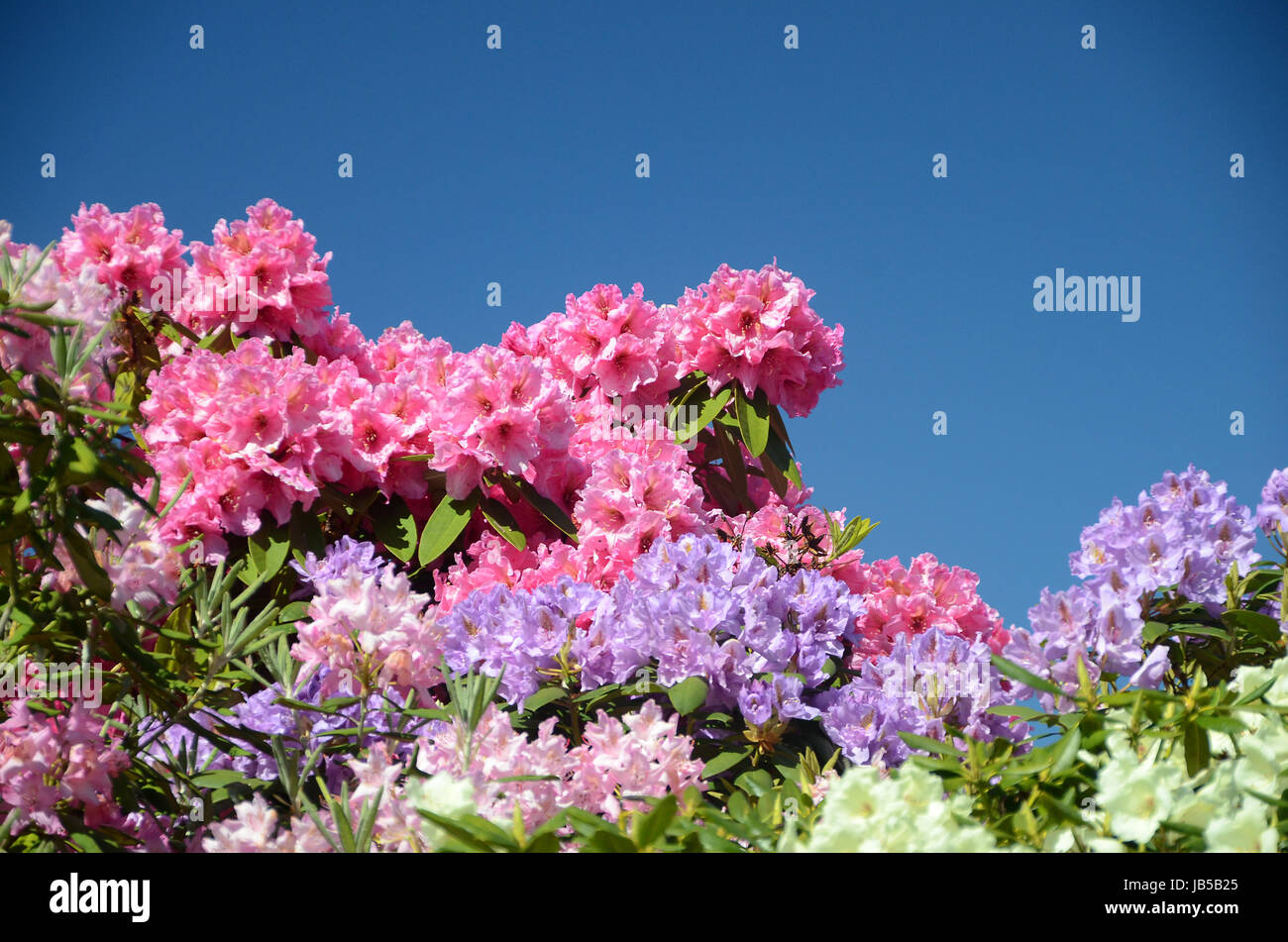 Rhododendron plants in bloom with flowers of different colors Stock ...