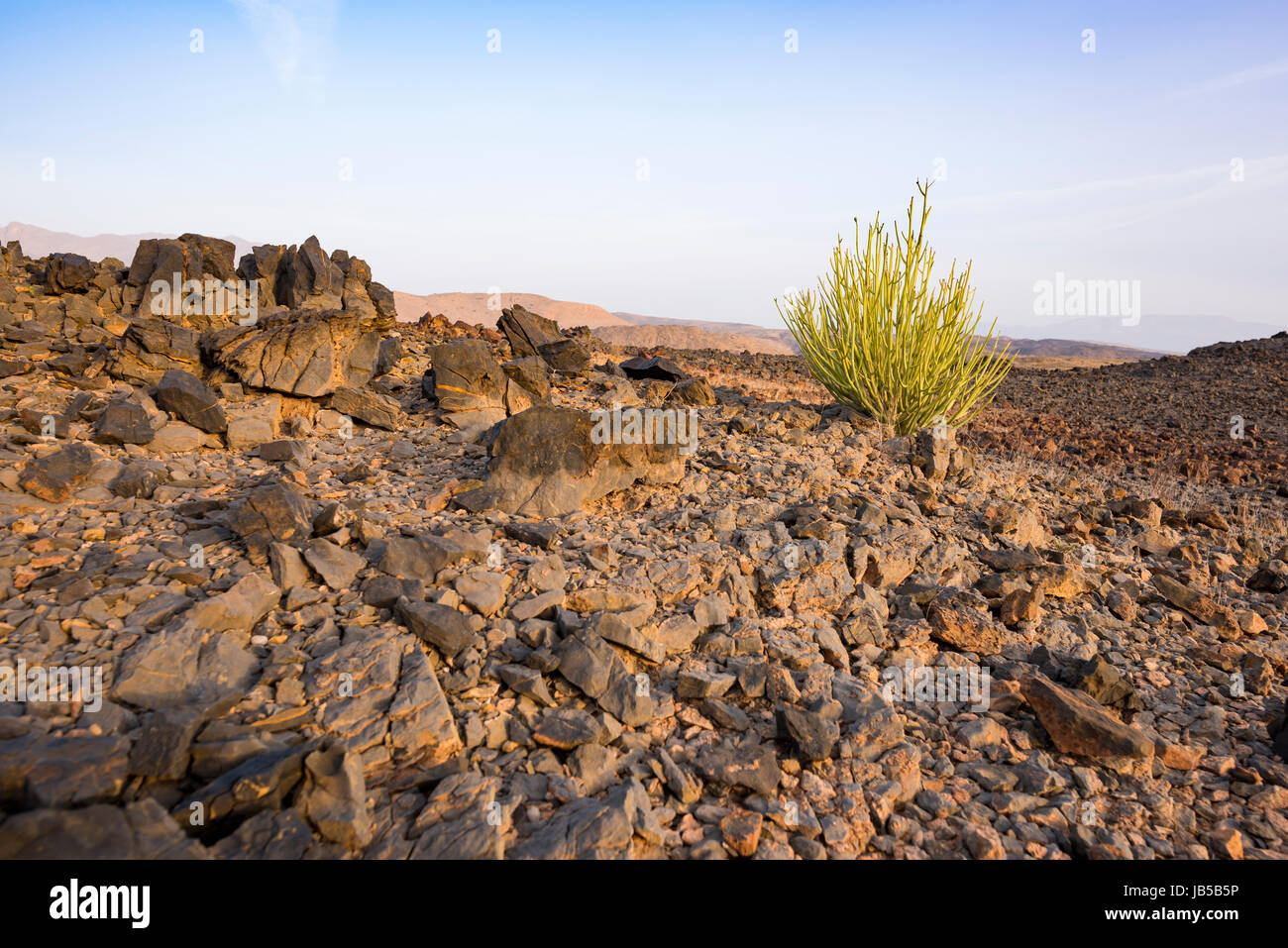 Euphorbia larica (cactus-like in appearance) is one of the commoner ...