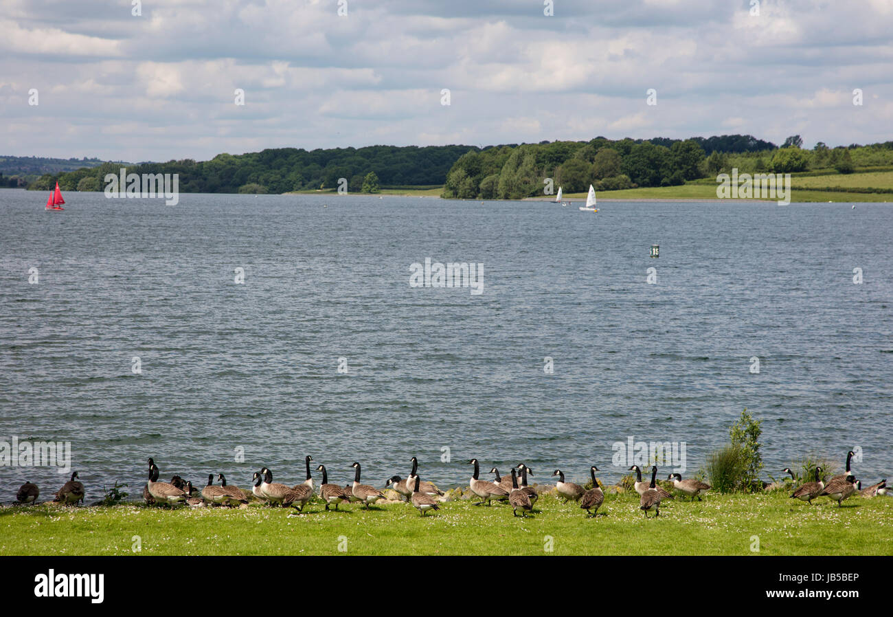 Rutland water reservoir sailing hi-res stock photography and images - Alamy