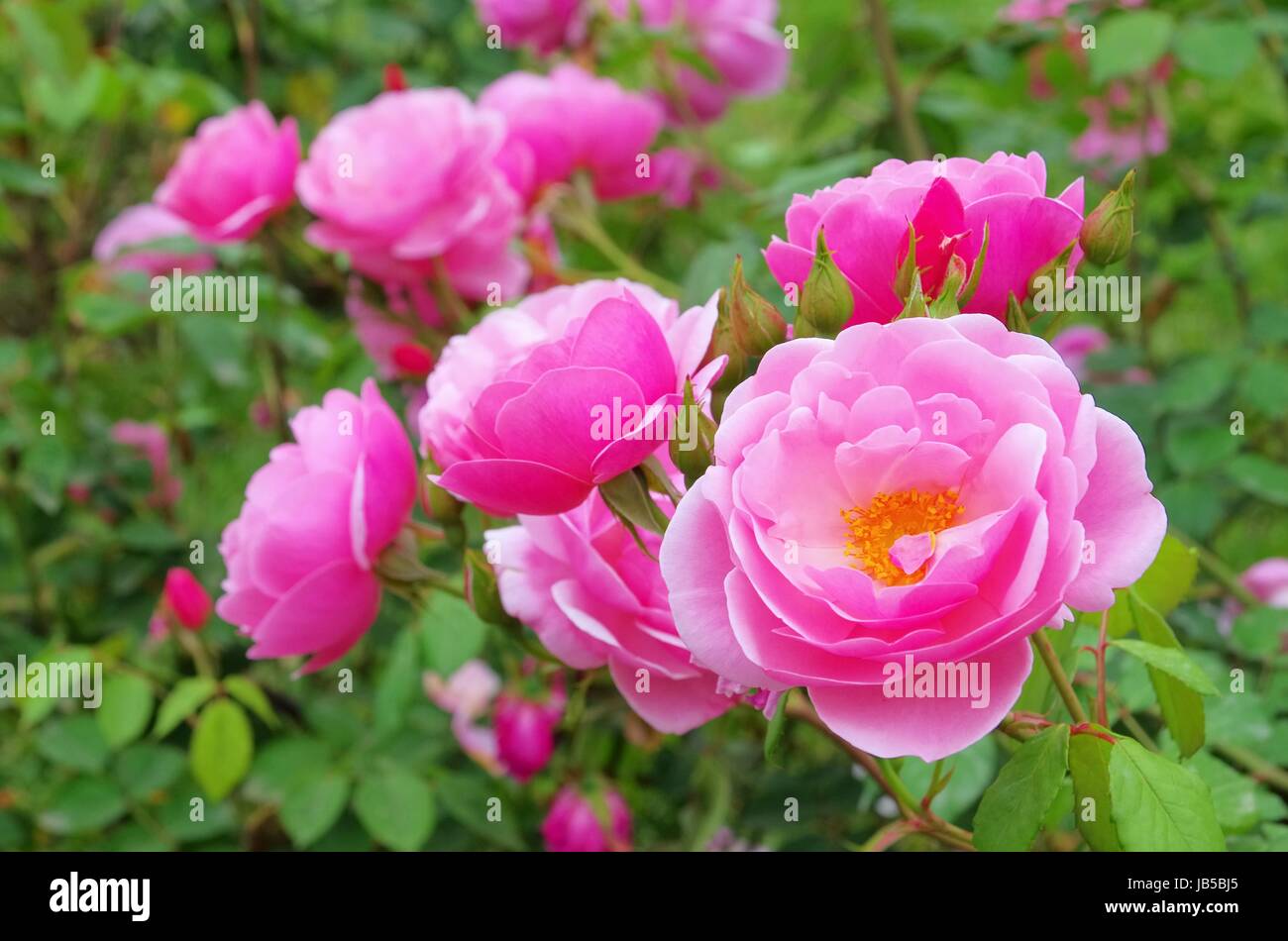 Rose Bow Bells 02 Stock Photo - Alamy