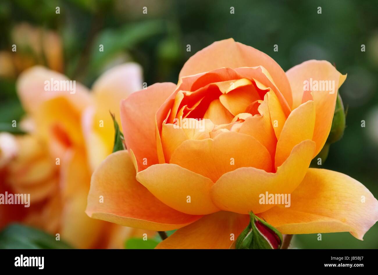 Pat Austin High Resolution Stock Photography and Images - Alamy