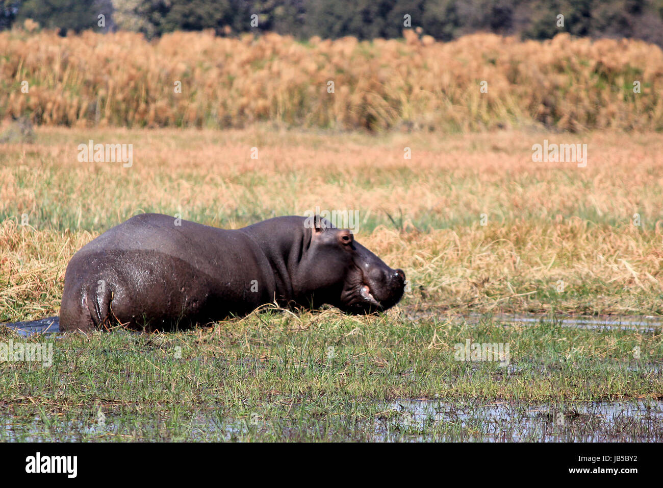 Wild hippopotamus in waterhole, Mahango game park, Namibia Stock Photo ...