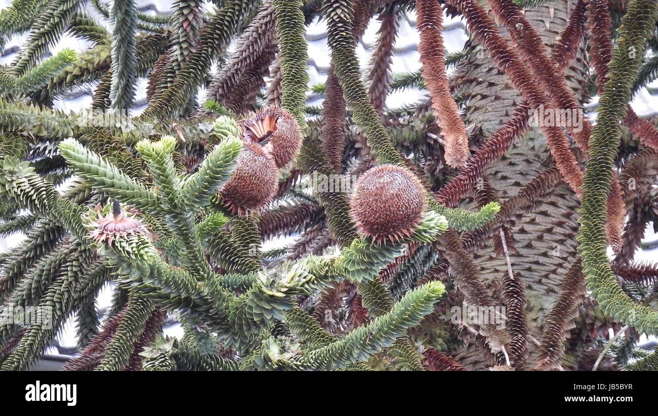 Araukariengewachse hi-res stock photography and images - Alamy