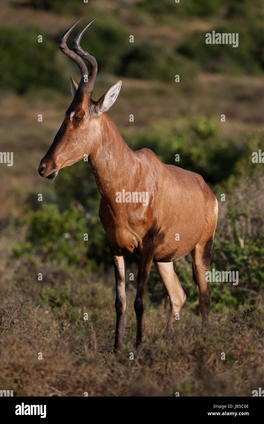 African Antelope With Curved Horns High Resolution Stock Photography ...