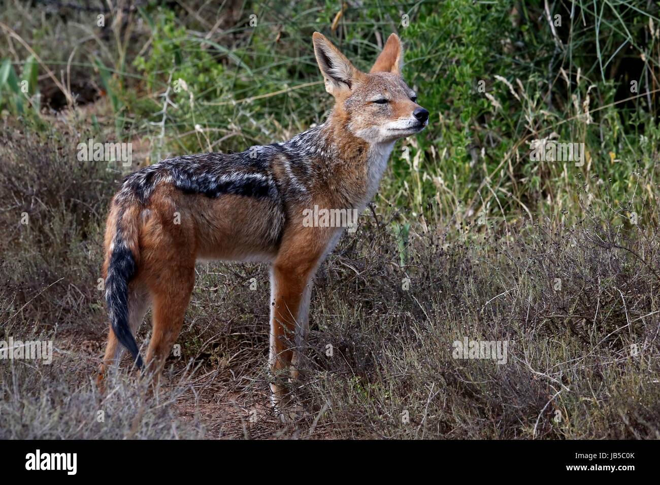 Portrait of a Black Backed Jackal with large ears Stock Photo - Alamy
