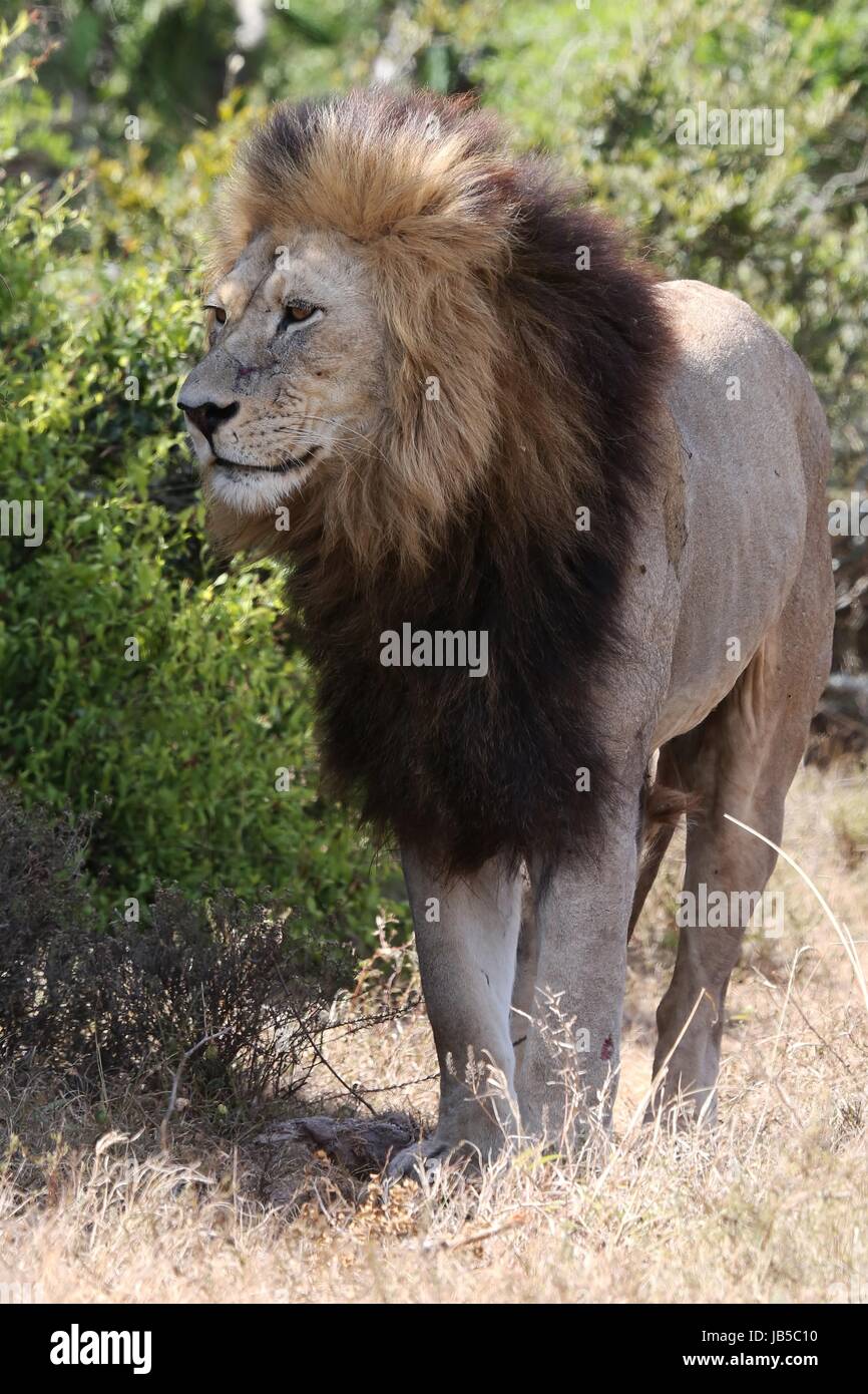 Huge male African lion with large dark mane Stock Photo - Alamy