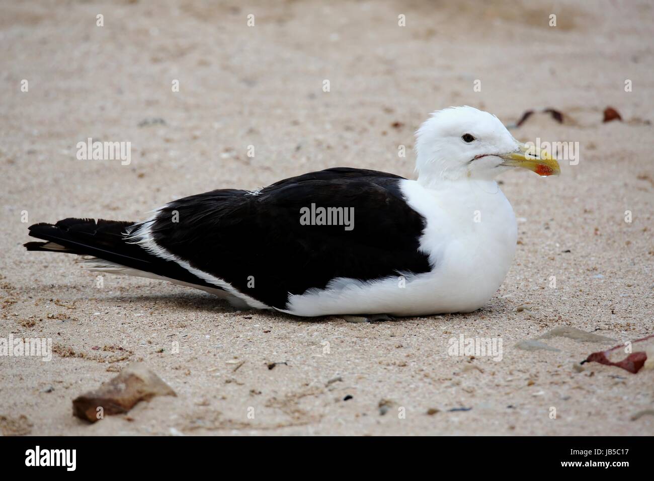 Resting kelp gull hi-res stock photography and images - Alamy