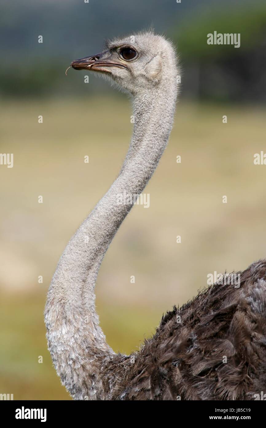 Female ostrich bird with grey feathers and long neck Stock Photo - Alamy
