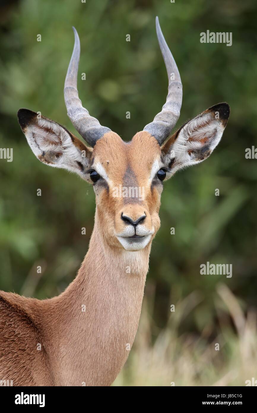 Young Impala antelope with large ears and horns Stock Photo - Alamy
