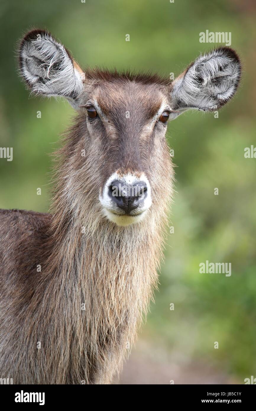 Portrait of a Waterbuck antelope with large erect ears Stock Photo - Alamy