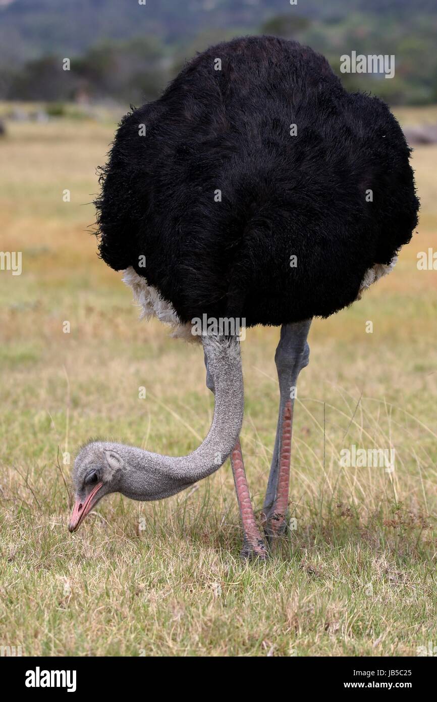 Female ostrich bird with grey feathers and long neck Stock Photo - Alamy