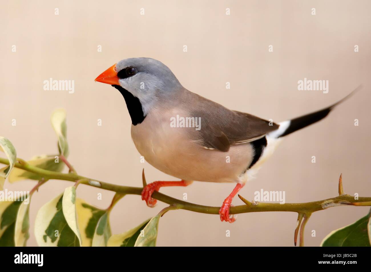 Grassfinch hi-res stock photography and images - Alamy