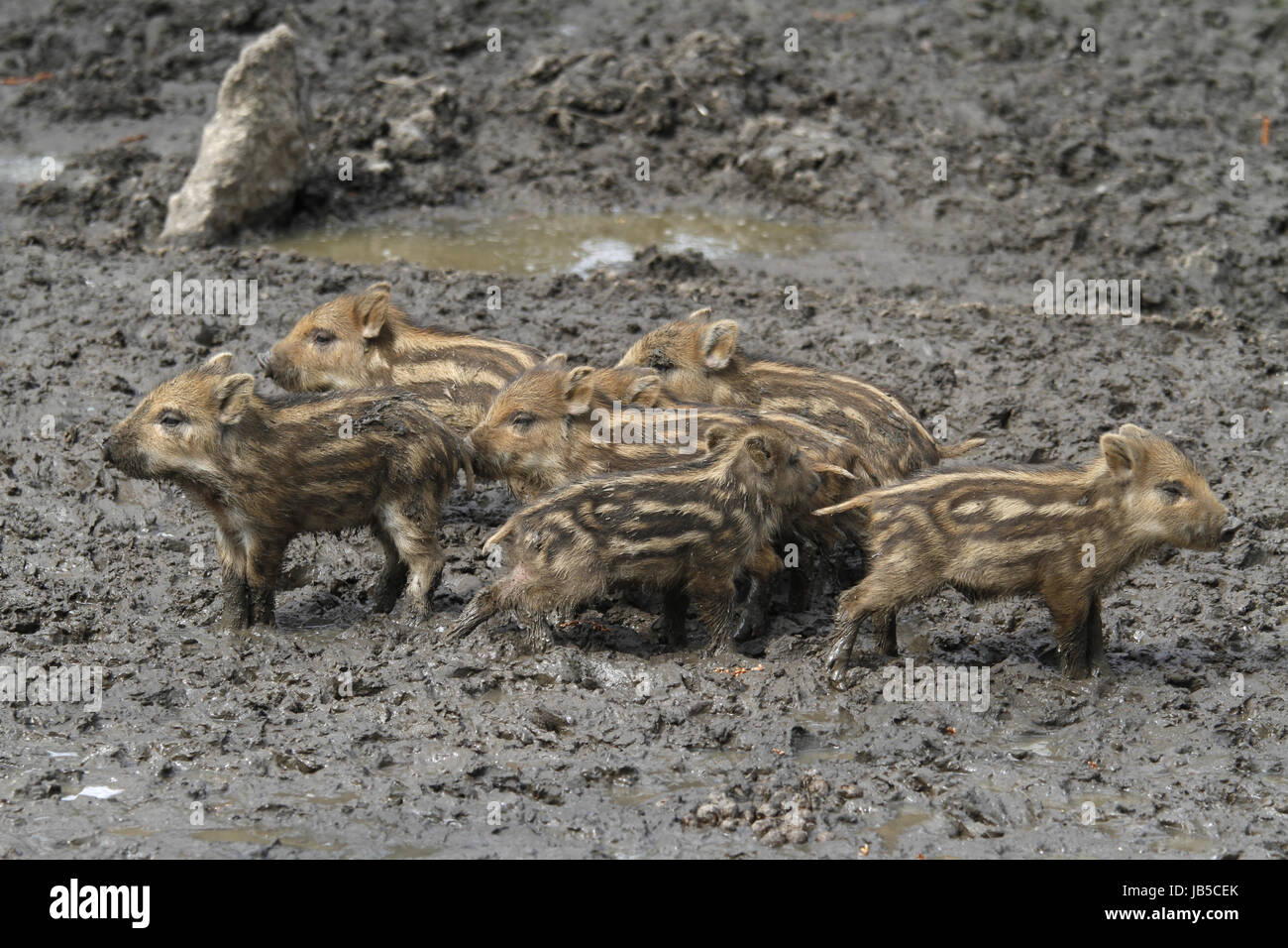 Wildschwein ferkel hi-res stock photography and images - Alamy