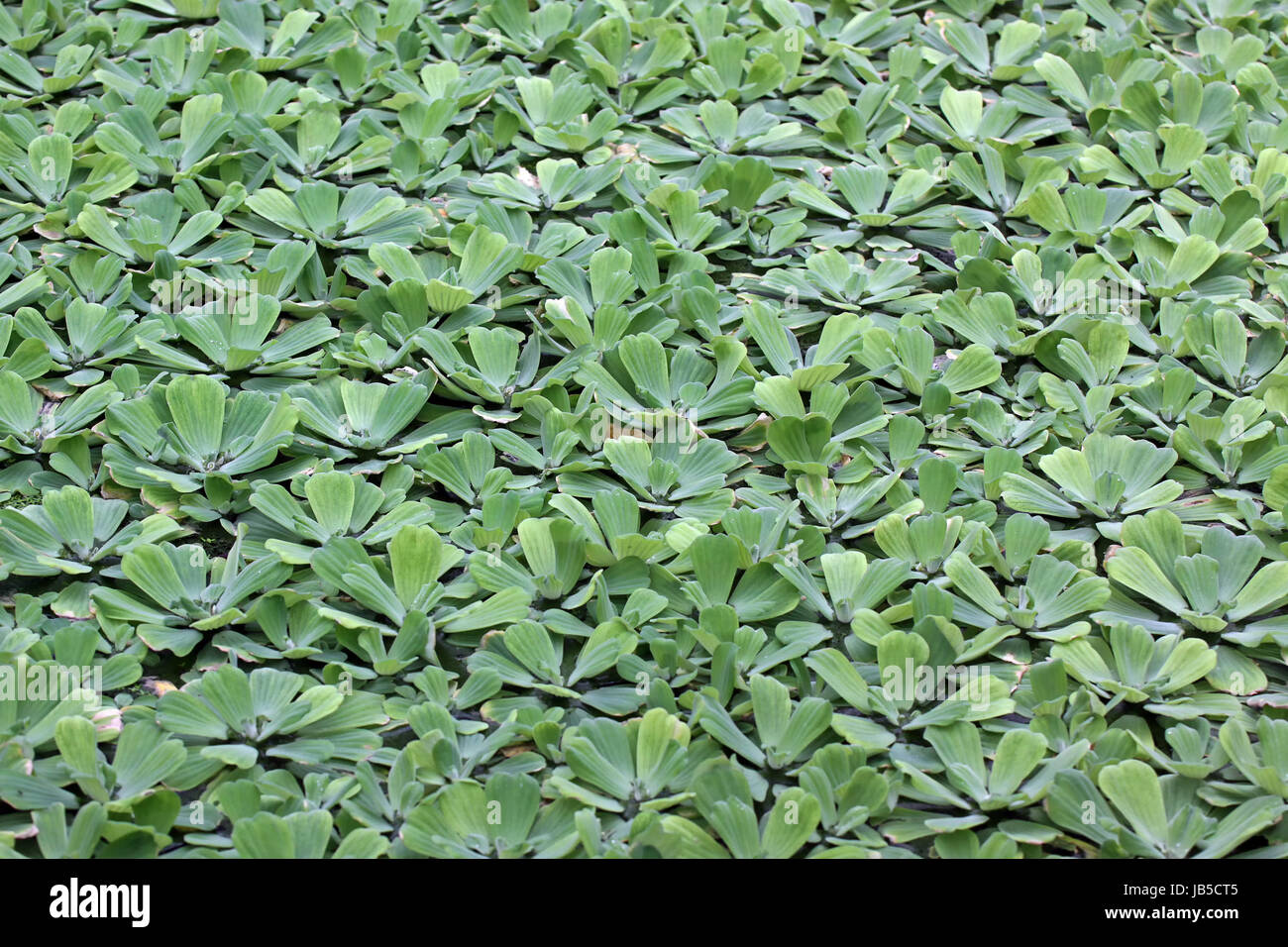 surface tension overgrow Stock Photo - Alamy