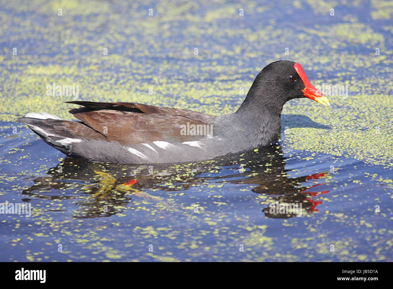 Common Moorhen (Gallinula chloropus) in the Florida Everglades Stock ...