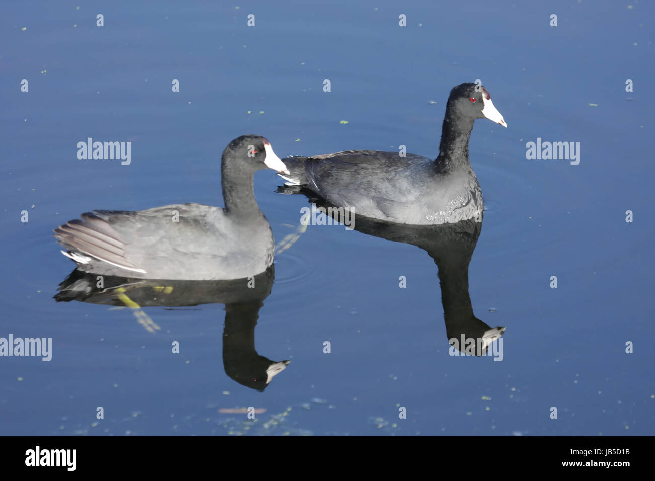 American Coot (Fulica americana) swimming in the Florida Everglades ...