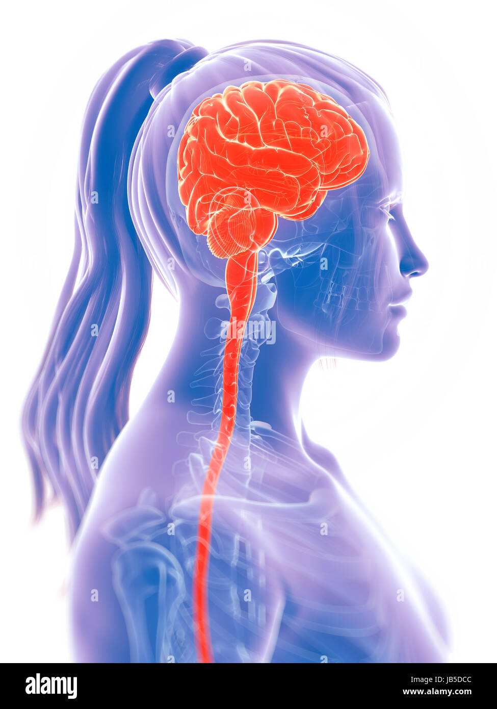 3d rendered illustration of the female brain Stock Photo - Alamy