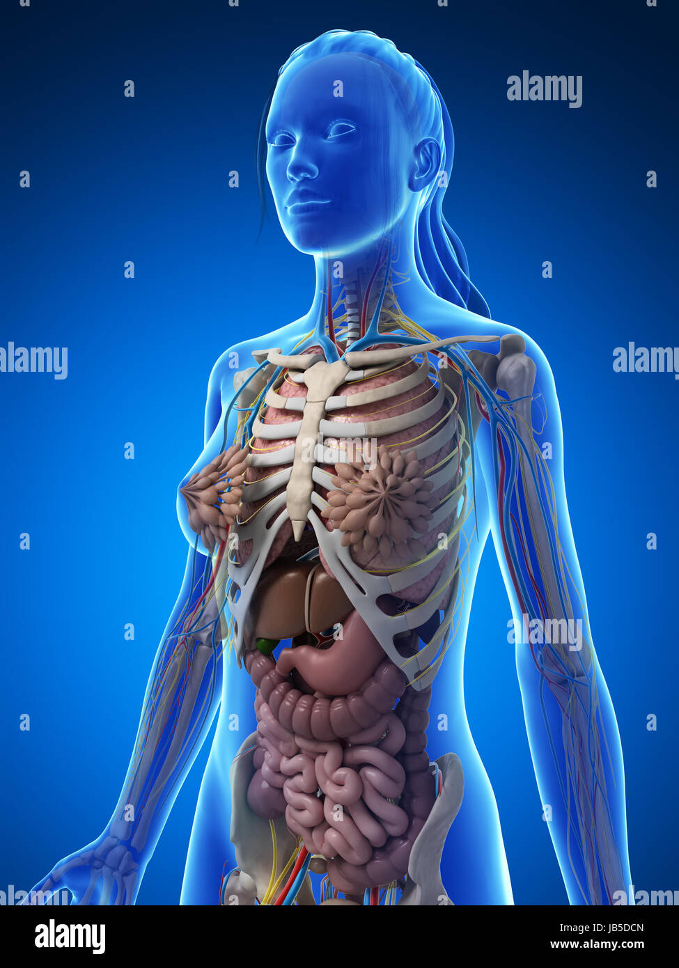 Female Anatomy Diagram Stock Photos Female Anatomy Diagram Stock Female Anatomy Diagram Stock Photos Female Anatomy Diagram Stock