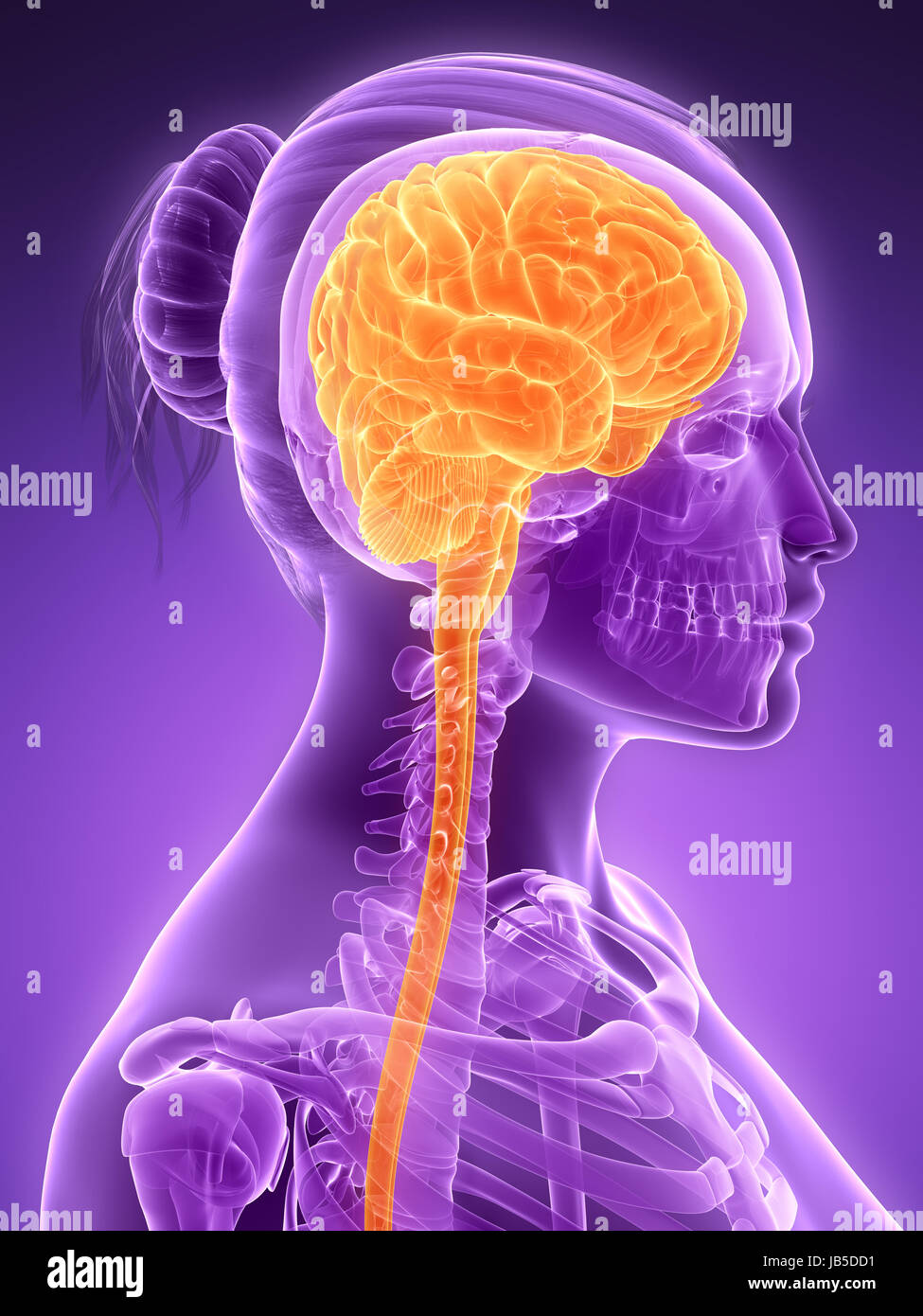 3d rendered illustration - female brain Stock Photo - Alamy