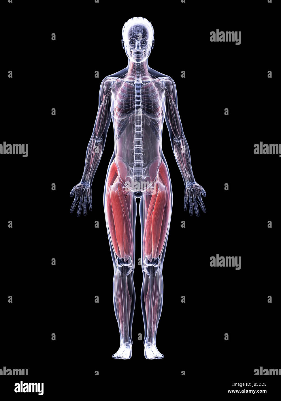 3d rendered illustration of the female muscle system Stock Photo - Alamy