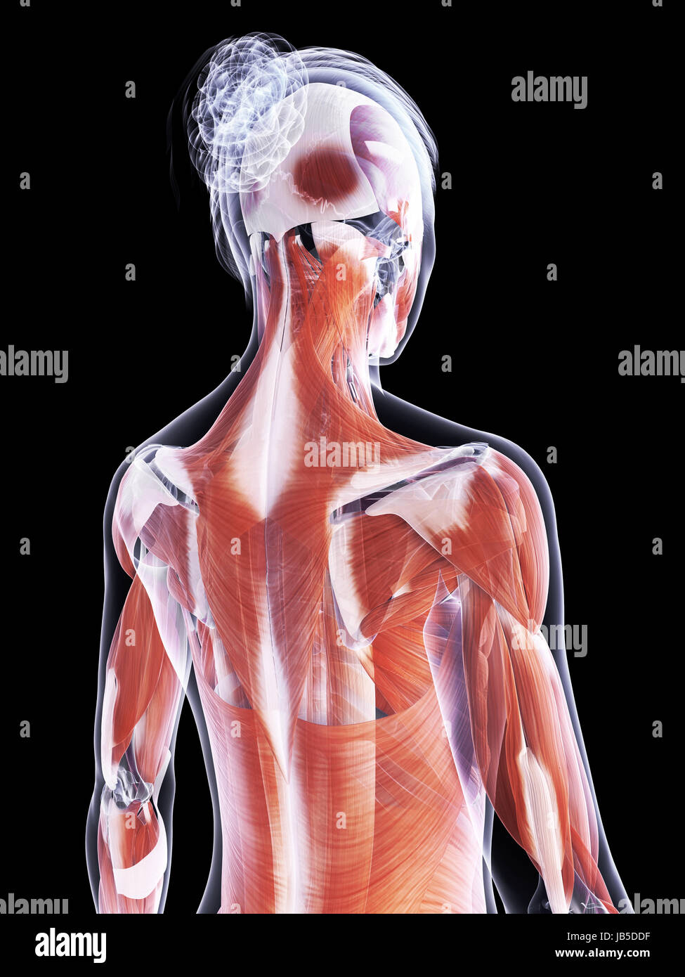 3d rendered illustration female muscle hi-res stock photography and ...