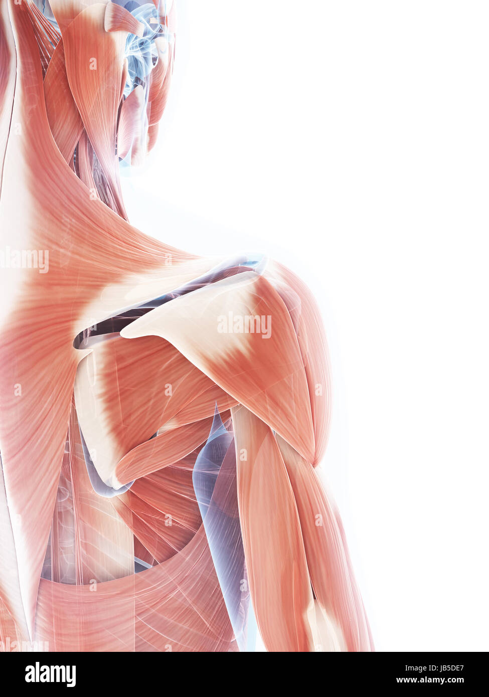 3d rendered illustration of the female muscle system Stock Photo - Alamy