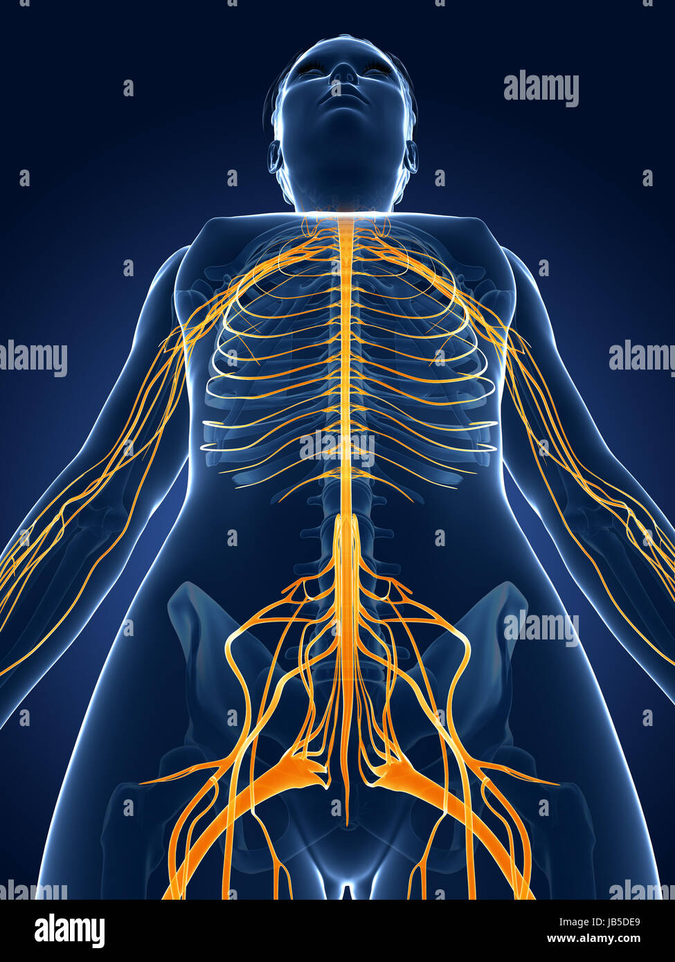 Sciatic nerve cross section hi-res stock photography and images - Alamy