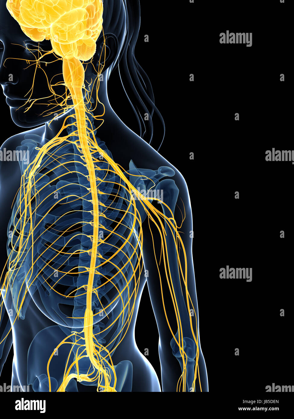 3d rendered illustration of the female nervous system Stock Photo - Alamy