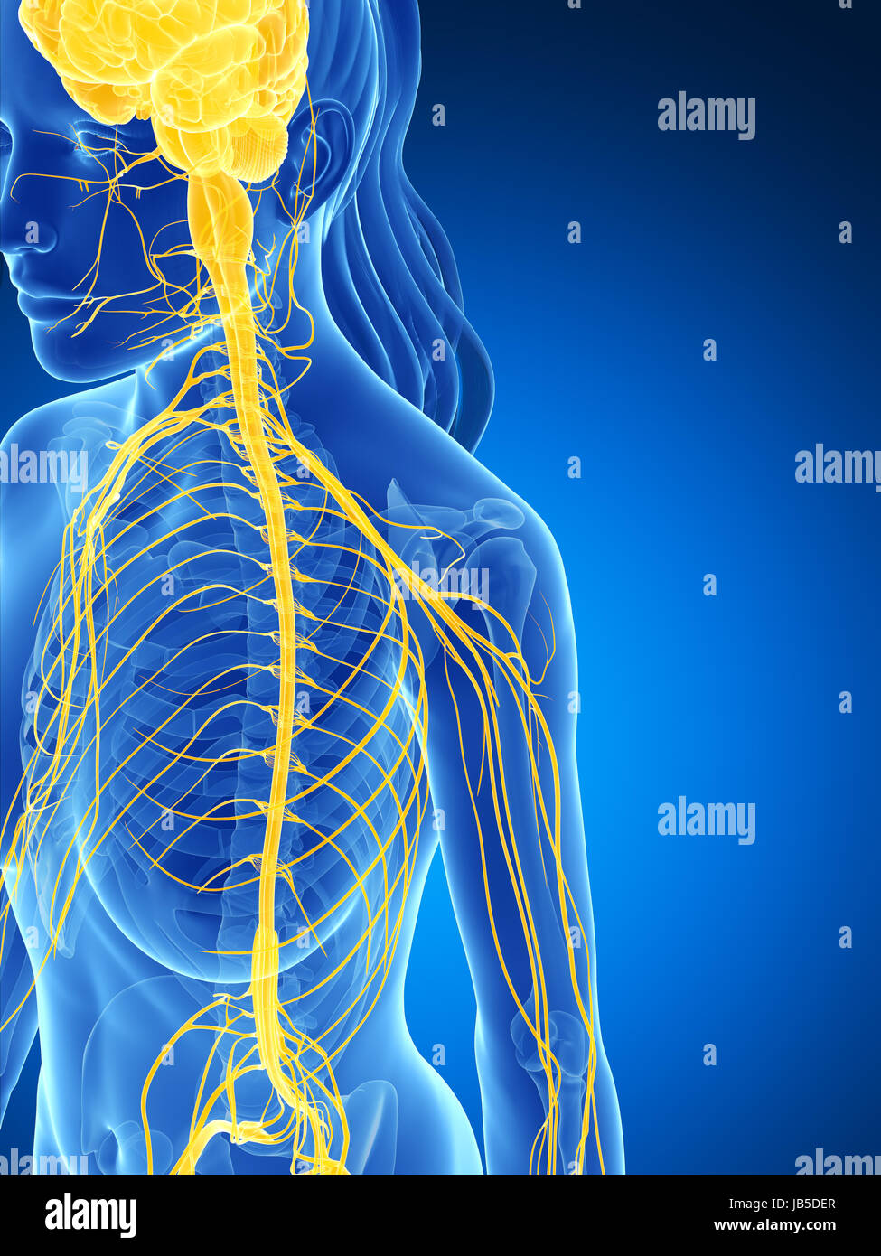 Lumbar spine anatomy female hi-res stock photography and images - Alamy