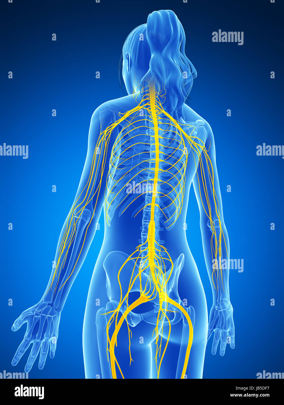 3d rendered illustration of the female nervous system Stock Photo - Alamy