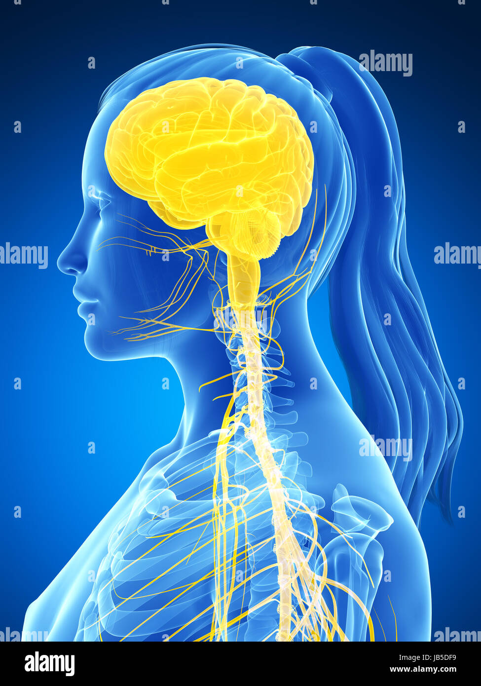 3d rendered illustration of the female nervous system Stock Photo - Alamy