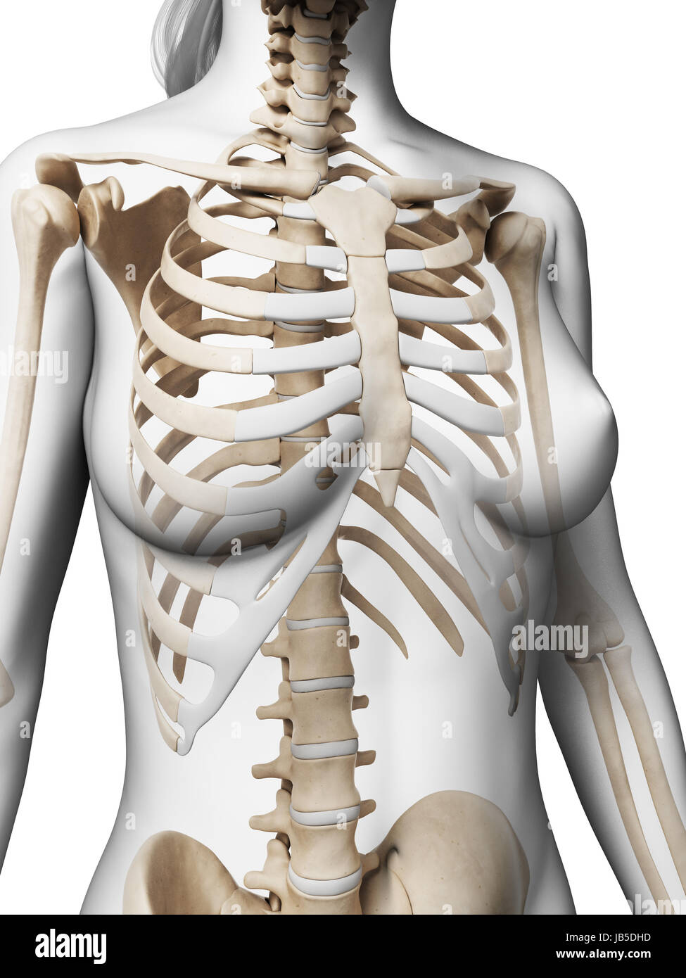 3d rendered illustration of the female skeleton Stock Photo - Alamy