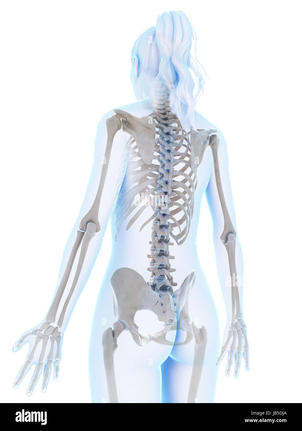 3d rendered illustration of the female skeleton Stock Photo - Alamy