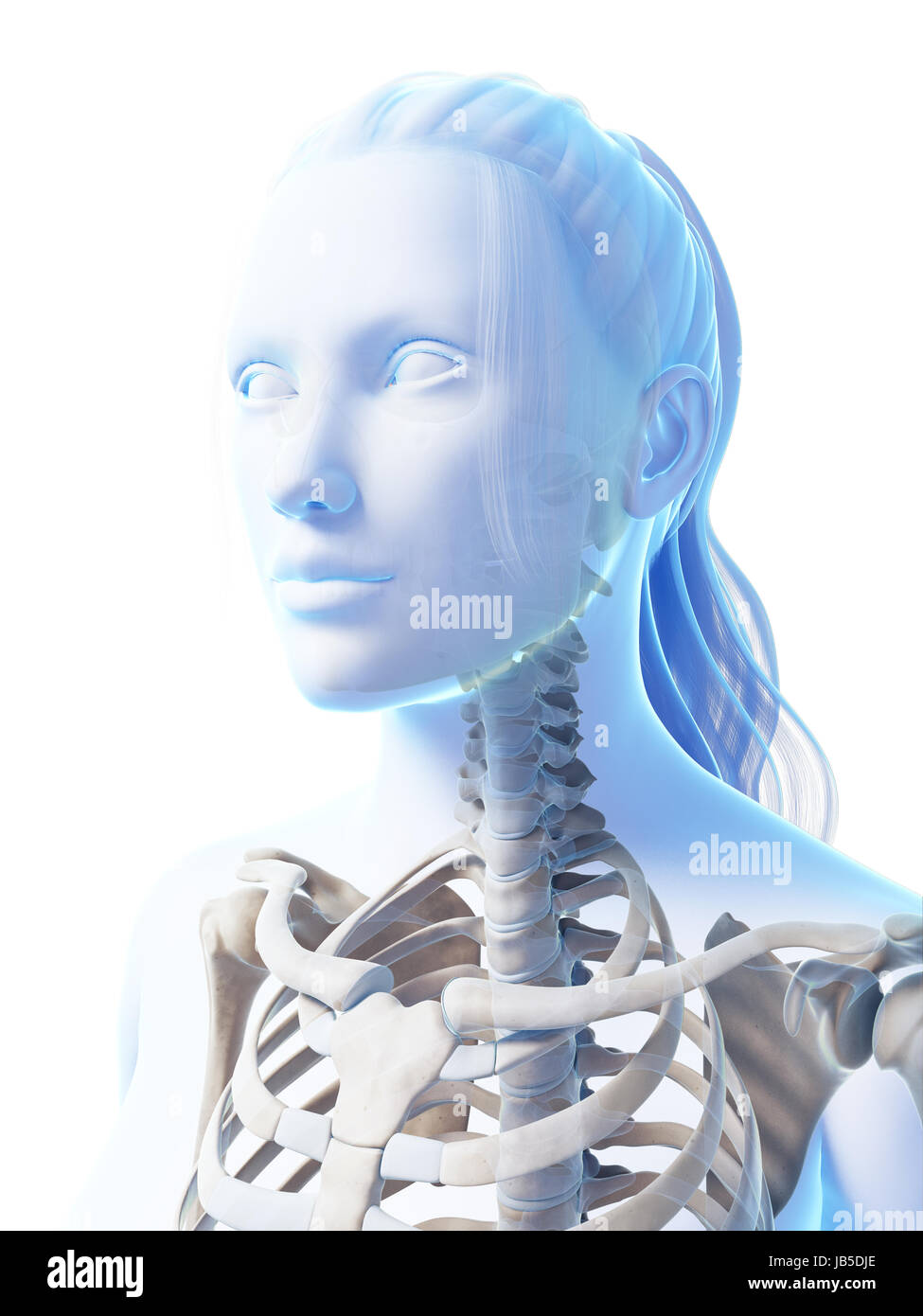 3d rendered illustration of the female skeleton Stock Photo - Alamy