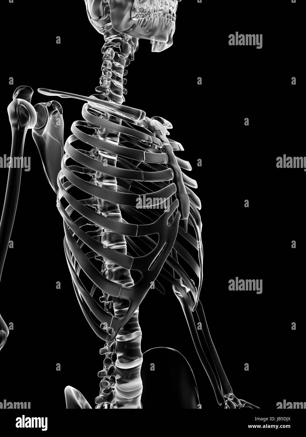 medical illustration of the rib cage Stock Photo - Alamy