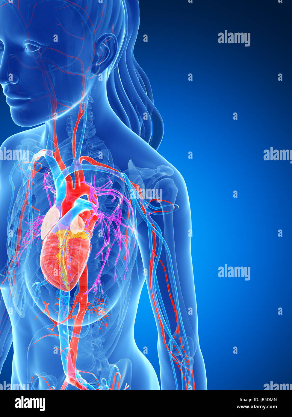 3d rendered illustration of the female vascular system Stock Photo - Alamy