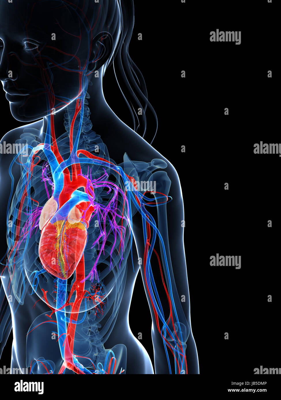 3d rendered illustration of the female vascular system Stock Photo - Alamy