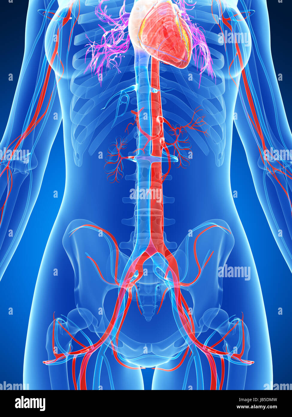 Healthy female vascular system hi-res stock photography and images - Alamy