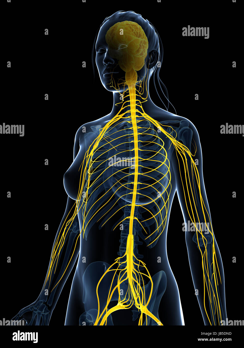 3d rendered illustration of the female nervous system Stock Photo - Alamy