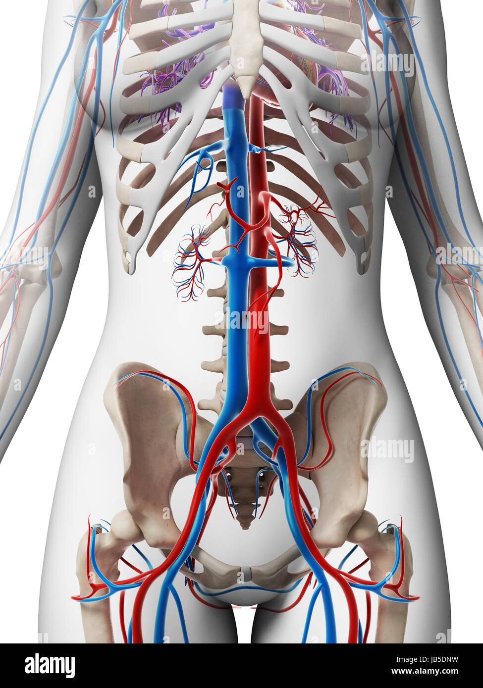3d rendered illustration of the female vascular system Stock Photo - Alamy